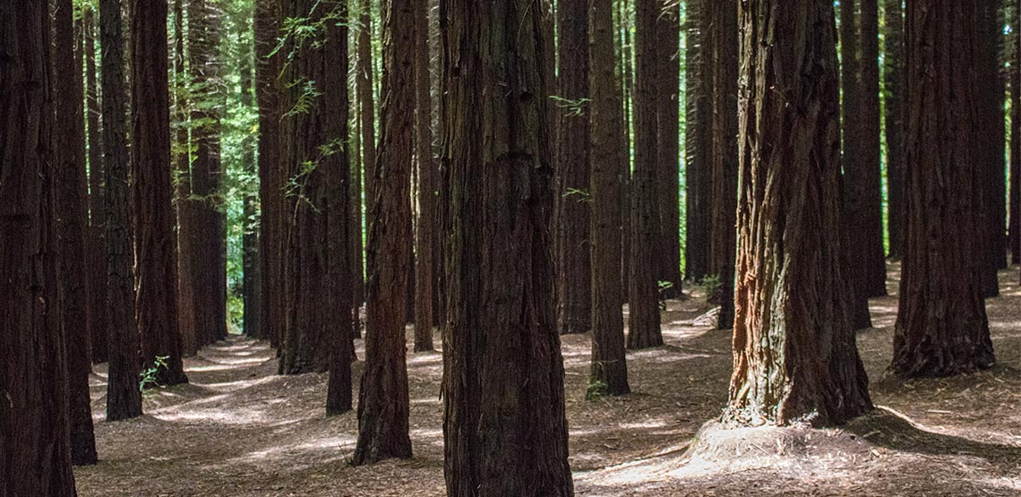 Things to Do in Melbourne: 10 Hip Ways to Enjoy the City